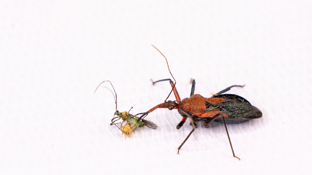 Assam Scientists To Unleash Predator 'Assassin Bugs' To Combat Pests In ...