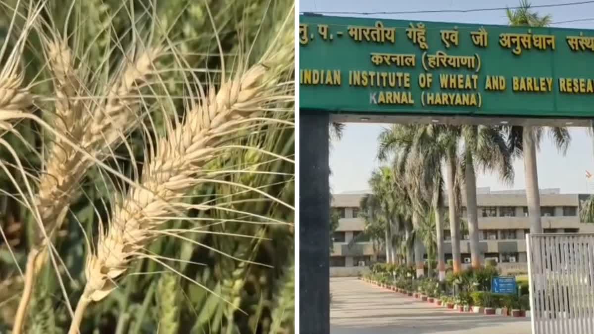 भारत में इस साल होगी गेहूं की रिकॉर्ड पैदावार, IIWBR का अनुमान 115 ...