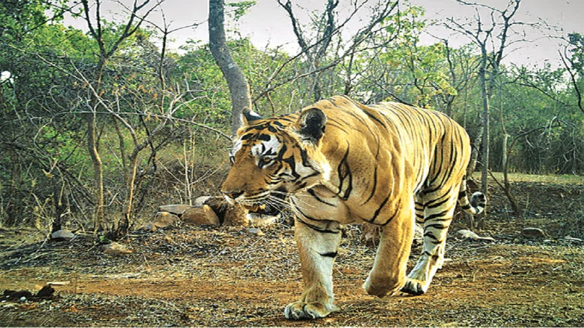 Maharashtra Tigers Set To Be Relocated To Telangana's Kawal Reserve