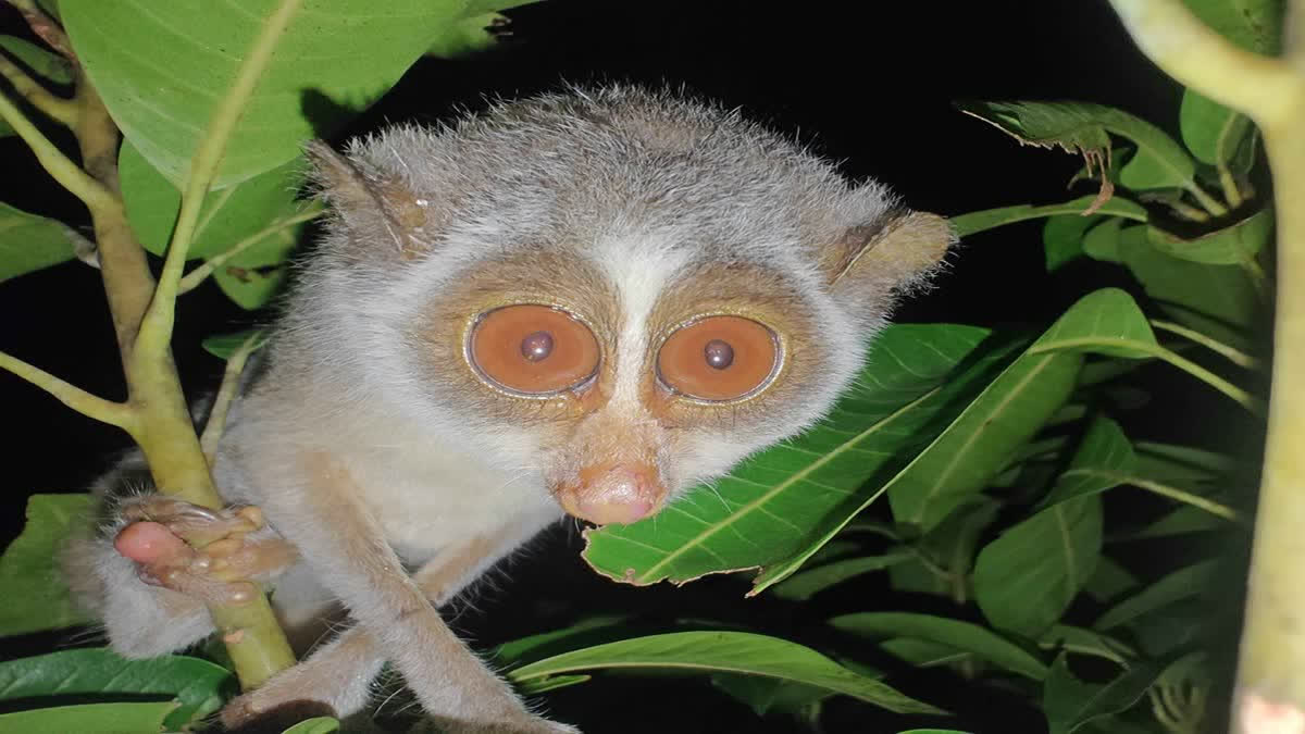 Slender Loris Cries For Conservation