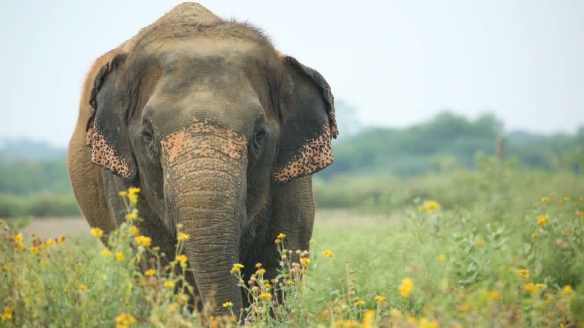 Karnataka: Wild Elephant Attacks In Chikkamagaluru Kill 2 In 4 Days ...