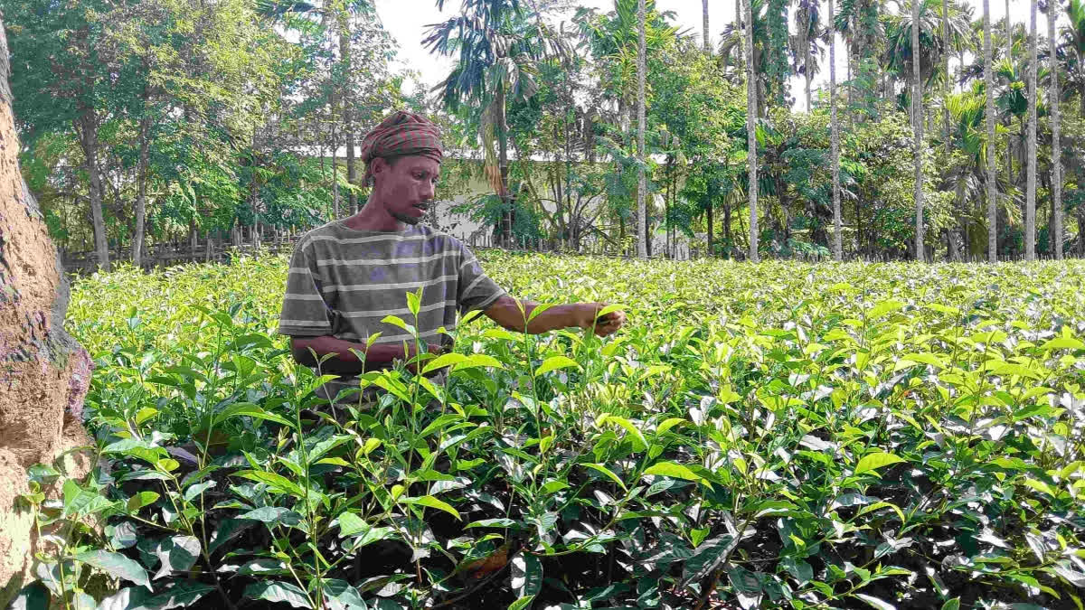 Small Tea Growers In Crisis In Assam: Plunging Green Leaf Prices And ...