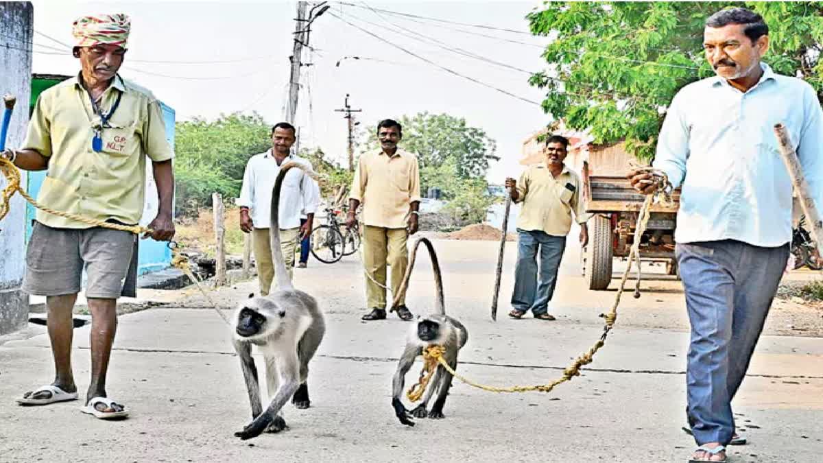 ఆ రజనీకాంత్ - రాములమ్మలు కనిపిస్తే చాలు - వానరాల పరుగో పరుగు!