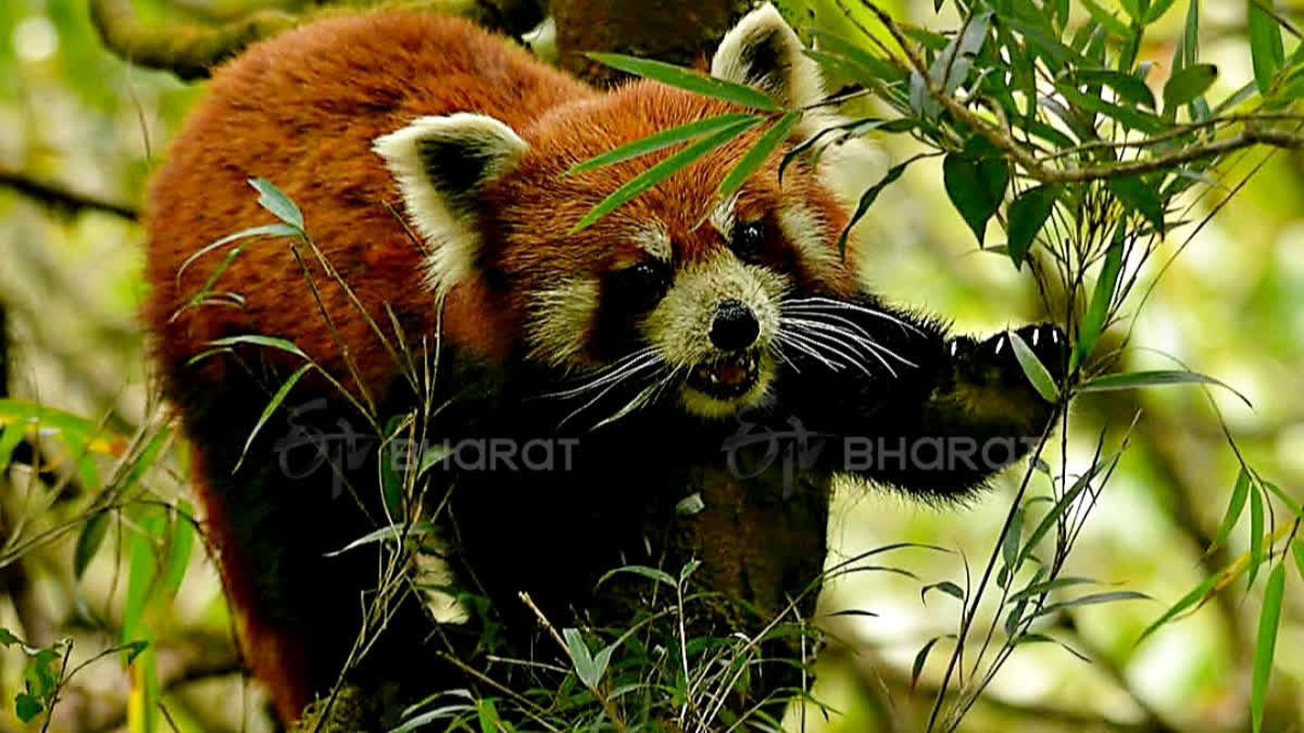 Exclusive: Red Panda Census After 7-Year Hiatus, Survey In Bengal's ...