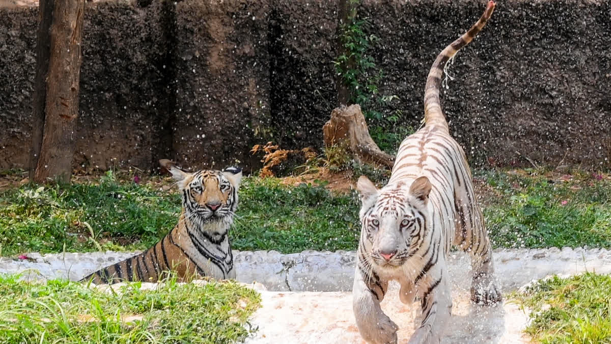 Over 50 Pc Tiger Deaths Since 2021 Occurred Outside Tiger Reserves: Govt