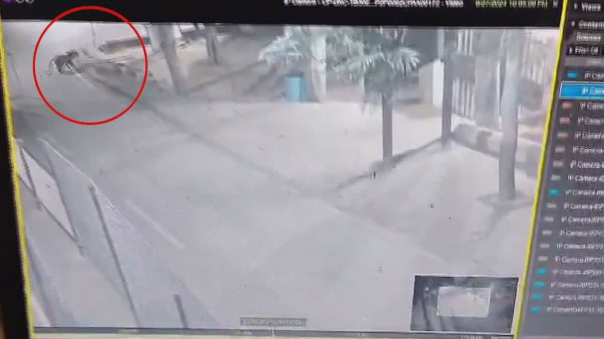 WATCH: Leopard Spotted at Sri Vari Mettu; TTD Security Staff Alert Forest Officials