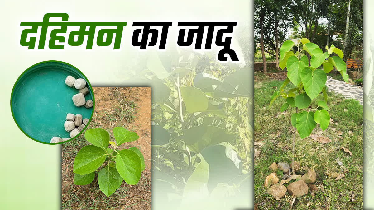 अंग्रेजों को चकमा देता था ये मैजिक पेड़, ऐसा क्या खास है जो फ्री में ...