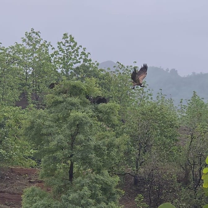 Flight Of Hope: Flock Of Rare Long-Billed Vultures Sighted In Madhya ...