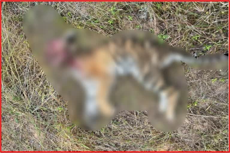 Tiger Death in Maharashtra : जागतिक व्याघ्र दिनालाच चार वर्षाच्या ...