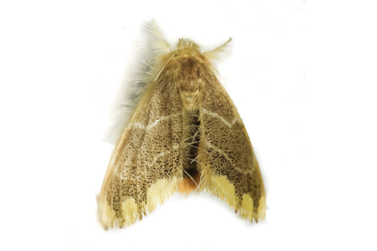 Wildlife researchers record rare moth in Mumbai after 129 years