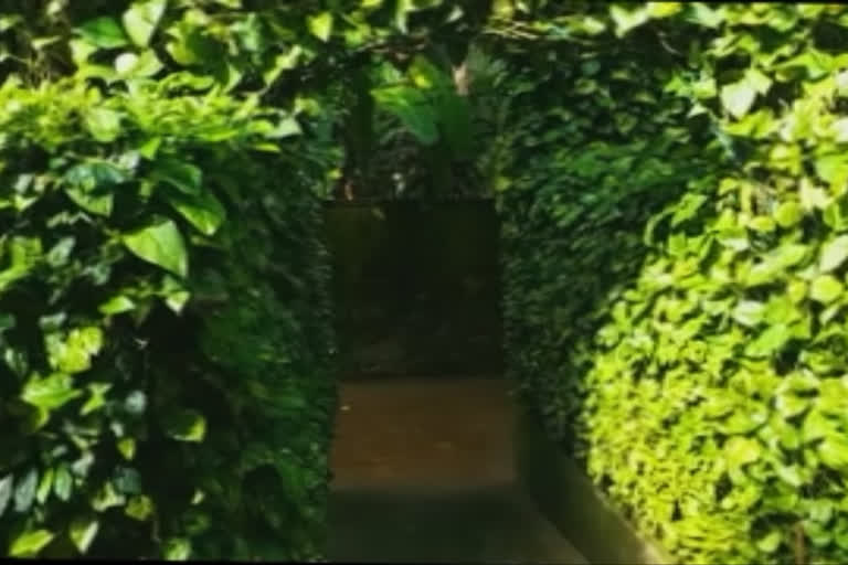 Kerala man replaces concrete wall with 'green compound wall' using plants