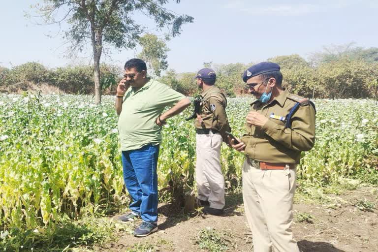 नीमच में फिर अवैध अफीम की खेती, नारकोटिक्स की टीम ने एक लाख पौधे किए नष्ट