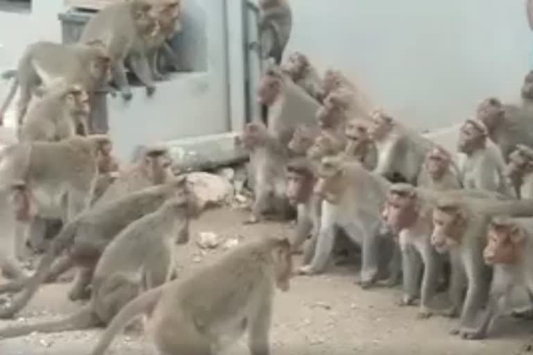 Monkeys' street fight over border dispute goes viral