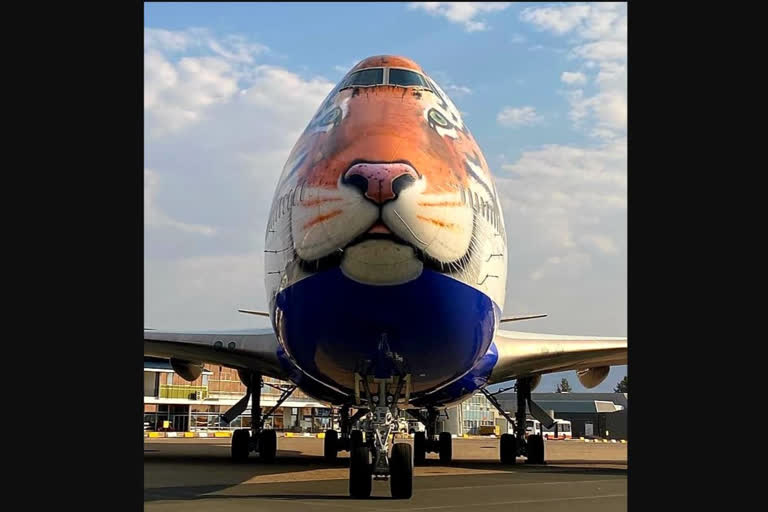 A tiger-faced Jumbo Jet set to bring prized cheetahs to India