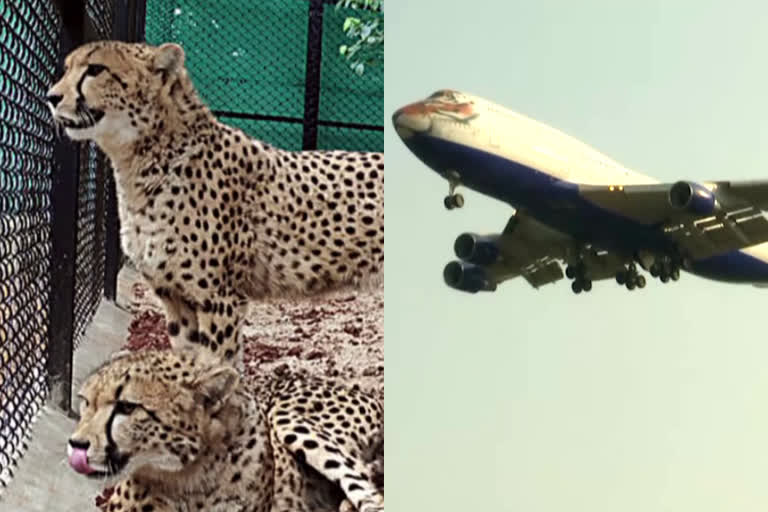 'വെല്‍ക്കം ചീറ്റ': ചീറിപ്പായാൻ വേഗതാരം പറന്നിറങ്ങി, 75 വര്‍ഷത്തെ ...