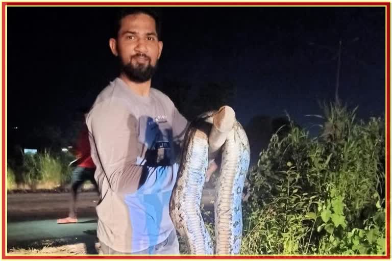 Python Photo मृत अजगरासोबत फोटोसेशन पडले महागात तरुणाला वनाधिकाऱ्यांची ...