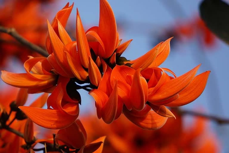 Palash flower for good luck: সমৃদ্ধিৰ সৈতে পলাশ ফুলৰ সম্পৰ্ক কি ? জানো আহক
