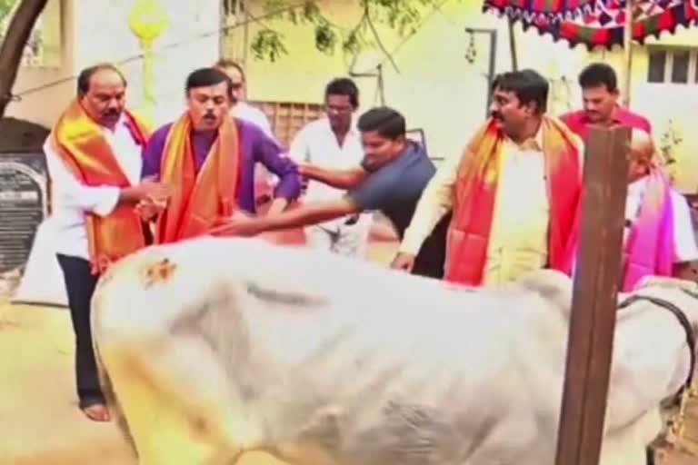गाय ने दो बार मारी लात तो दूर से प्रणाम कर चले गए भाजपा सांसद