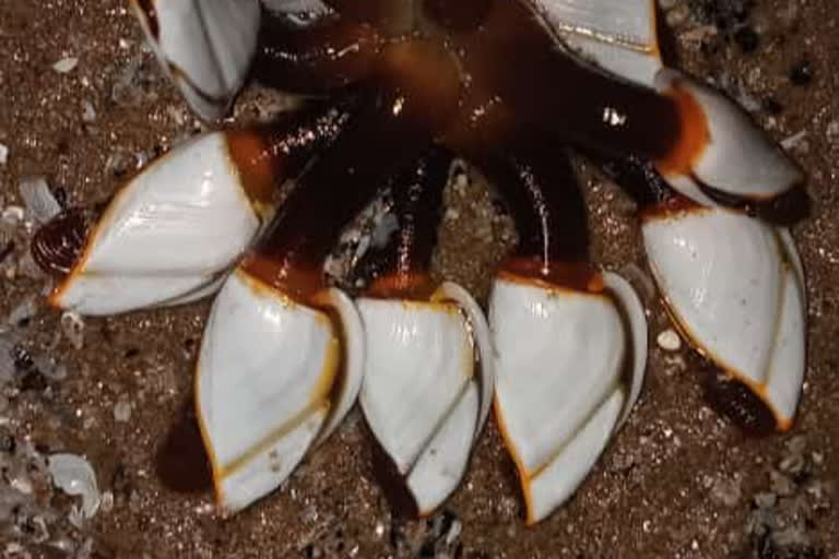 Rare deep-sea species, Goose Barnacles, spotted at Karnataka's Karwar beach