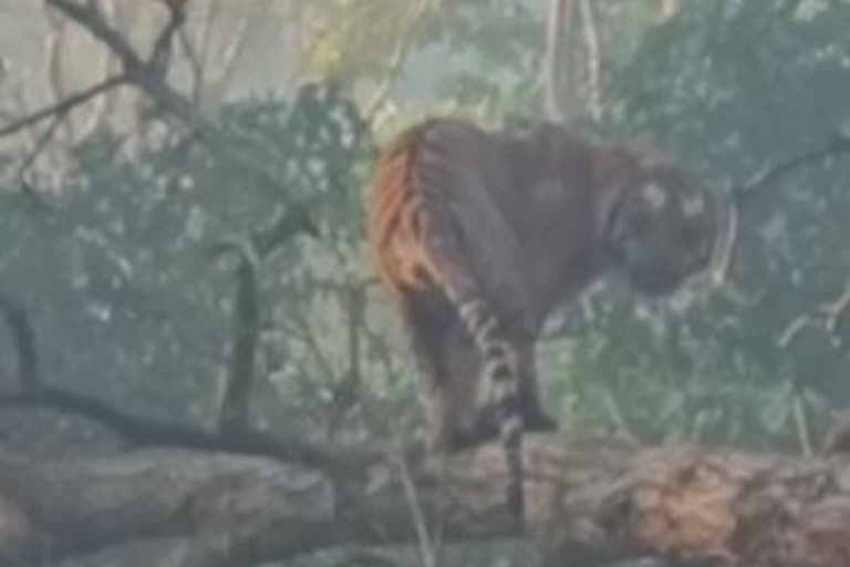 Video of sunbathing tiger on tree branch at Rajaji Park goes viral