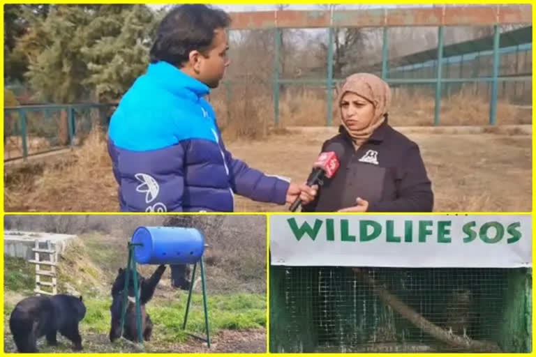 Human-wildlife conflict: Wildlife SOS rescues wild animals in Kashmir