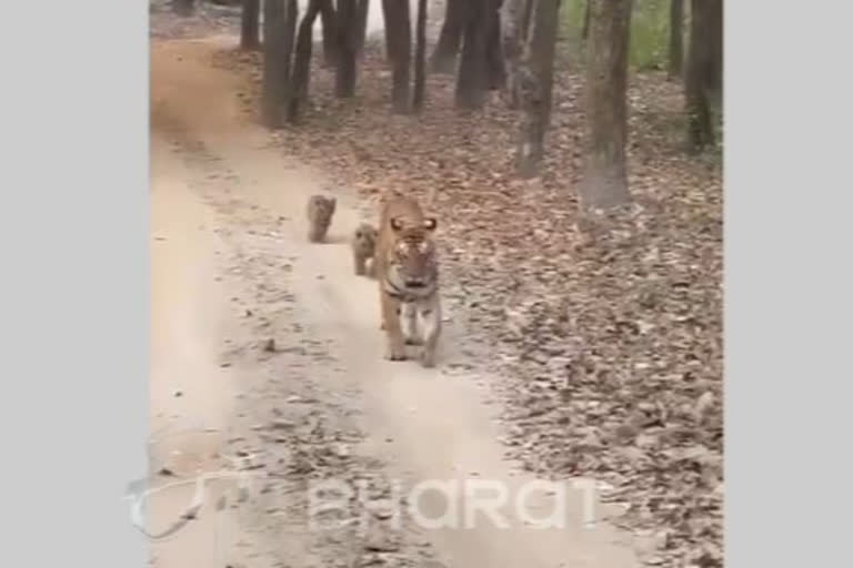 T4 spotted walking with her cubs for first time at Pench Tiger Reserve ...