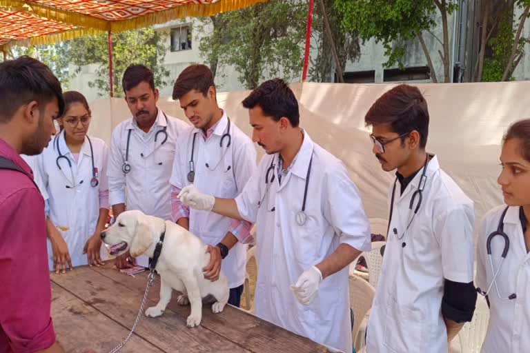 Dog Show Navsari: ક્યારેય ન જોયા હોય એવા શ્વાનનો શૉ યોજાયો, માલિકોને ...