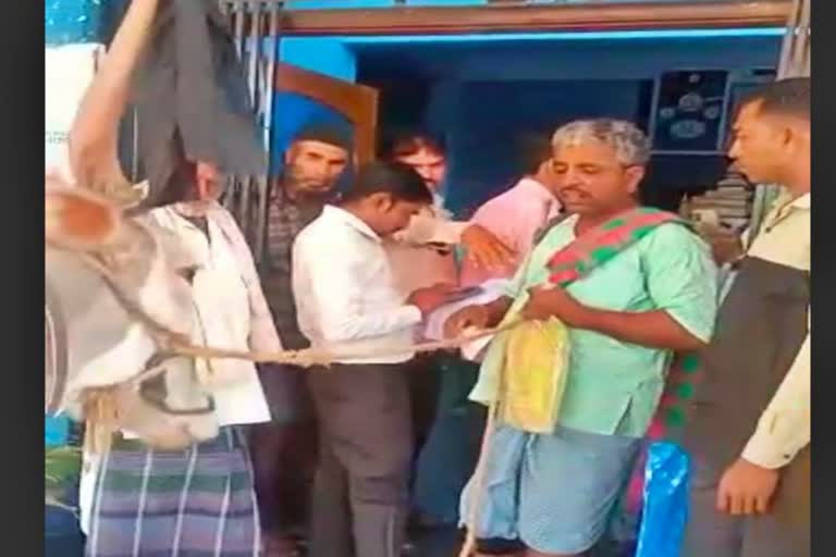 Vexed farmer offers his ox as bribe to municipal officials at Karnataka ...
