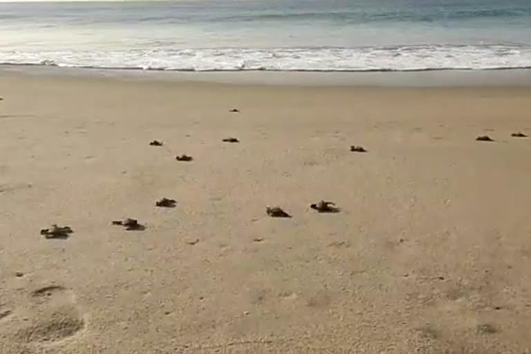 World Turtle Day: Forest officers take oath to safeguard turtles