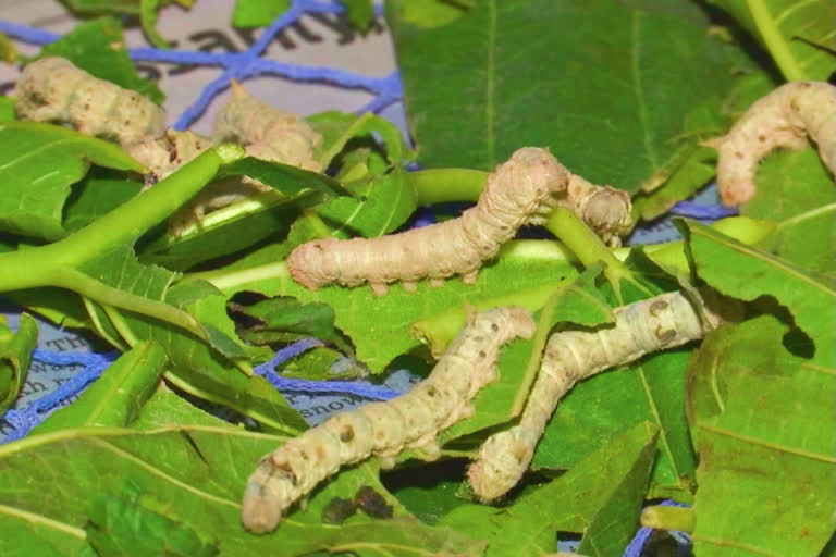 Rearing process of cocoons in full swing to boost silk production in ...