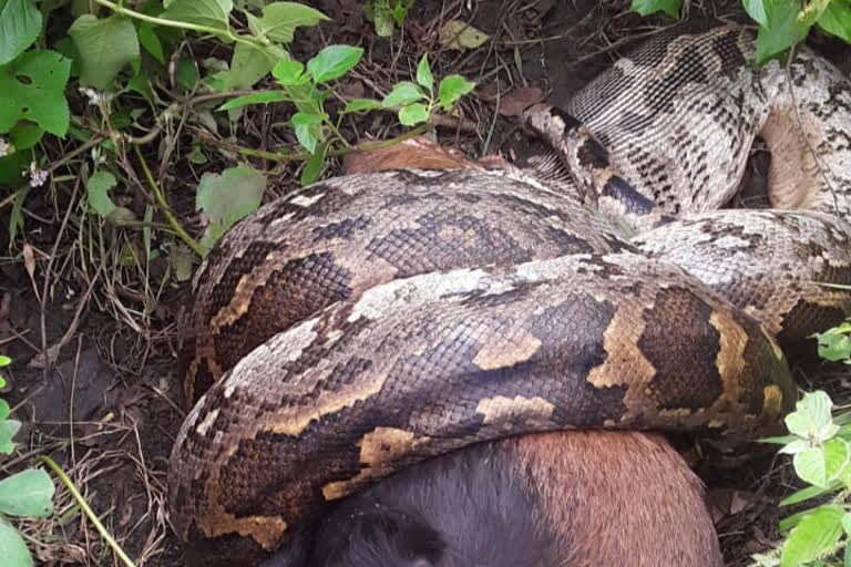 15 feet long & 50 kg weighing Python caught