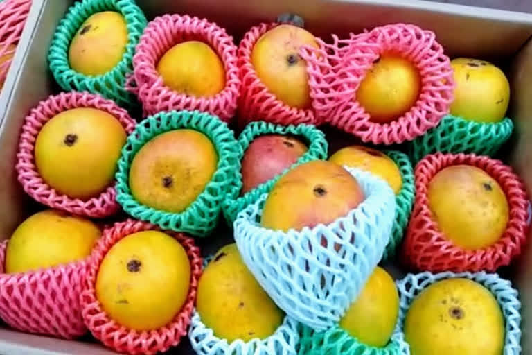 Mumbai market gets Alphonso mangoes from Africa