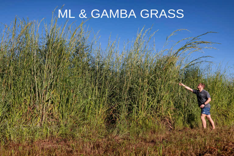 Remote Sensing and Machine-Learning solution to map Gamba Grass