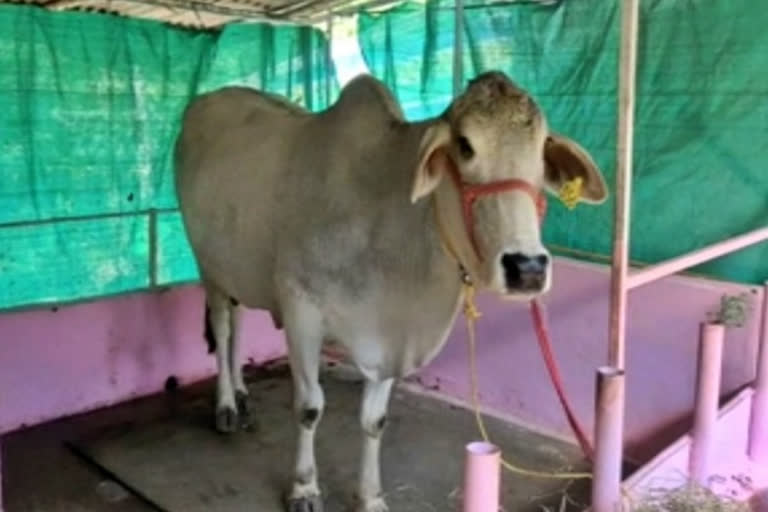 Kerala farmer brings home prized Tharparkar cow