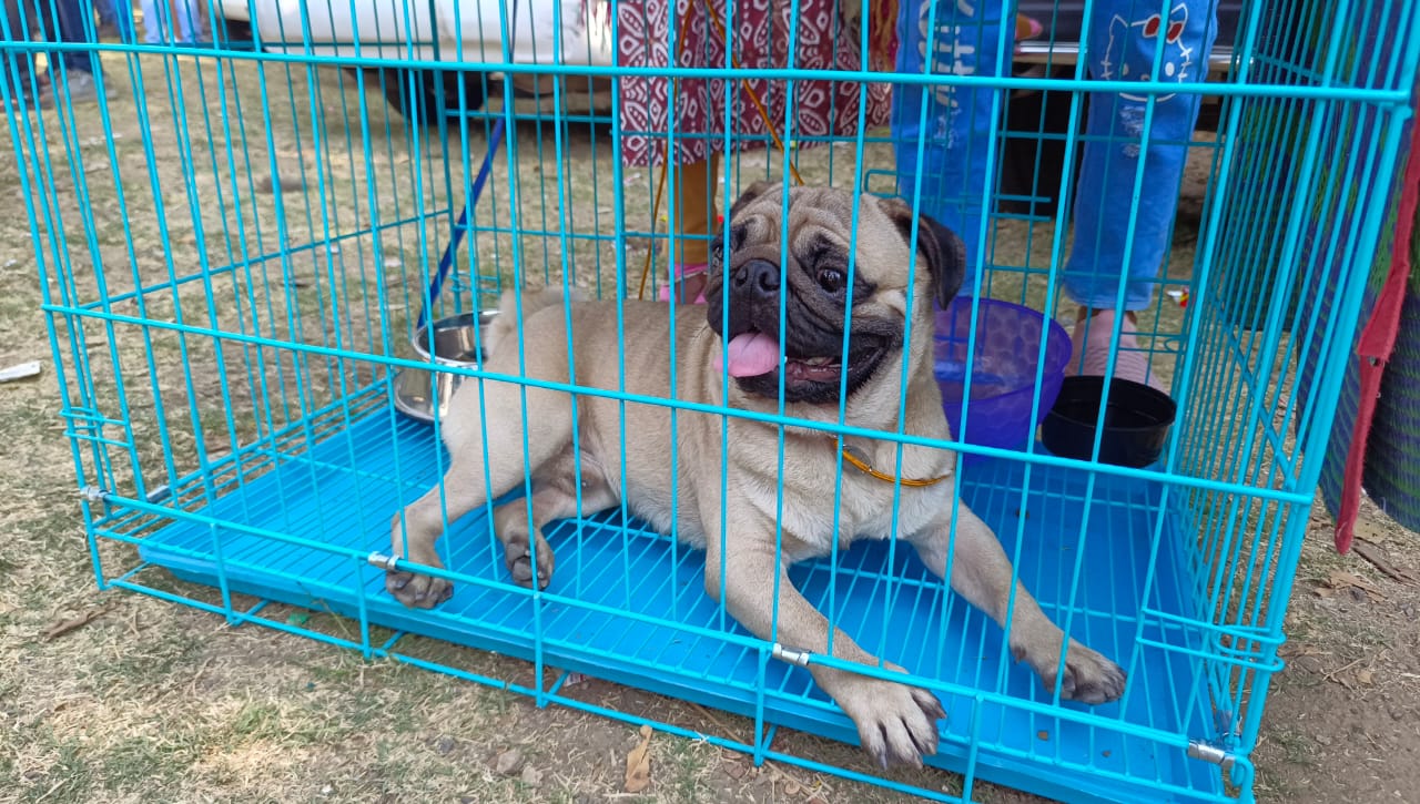 Dog Show Navsari: ક્યારેય ન જોયા હોય એવા શ્વાનનો શૉ યોજાયો, માલિકોને ...