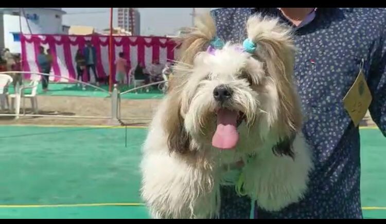 Dog Show Navsari: ક્યારેય ન જોયા હોય એવા શ્વાનનો શૉ યોજાયો, માલિકોને ...